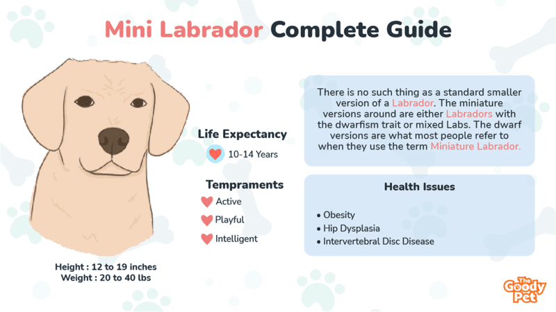 Mini Labrador - Your Complete Breed Guide To The Miniature Labrador ...