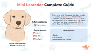 Mini Labrador - Your Complete Breed Guide To The Miniature Labrador ...