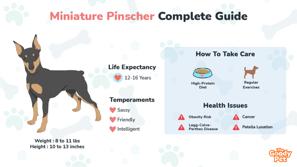 Miniature Pinscher (Min Pin) 101: Ultimate Guide + FAQs - The Goody Pet