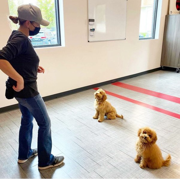 How Do I Teach My Dog To Be Quiet? Here's How It Does It On Command ...