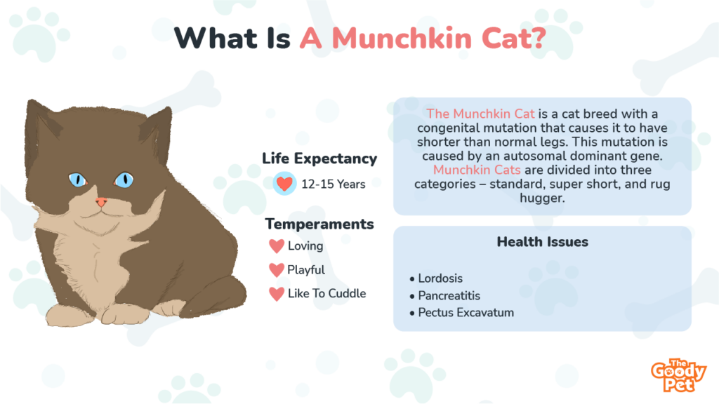 Munchkin Cat 101: Ultimate Guide + FAQs - The Goody Pet
