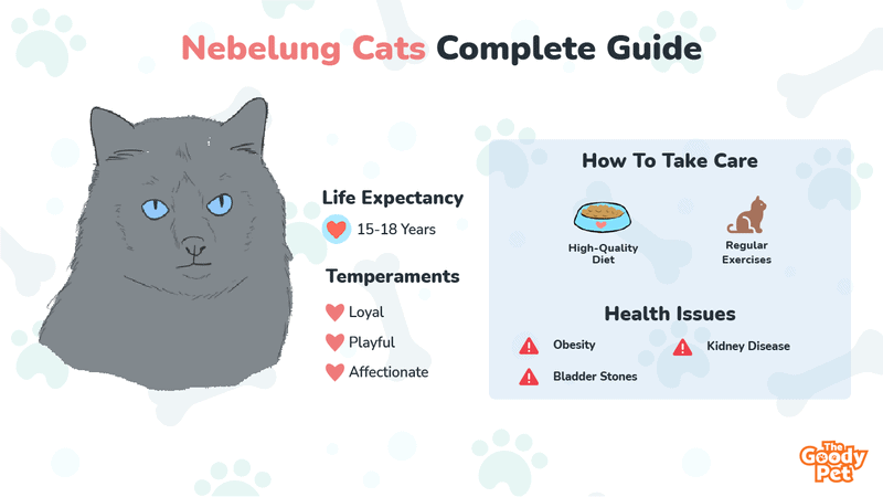 Nebelung Cats - Your Complete Cat Breed Guide - The Goody Pet