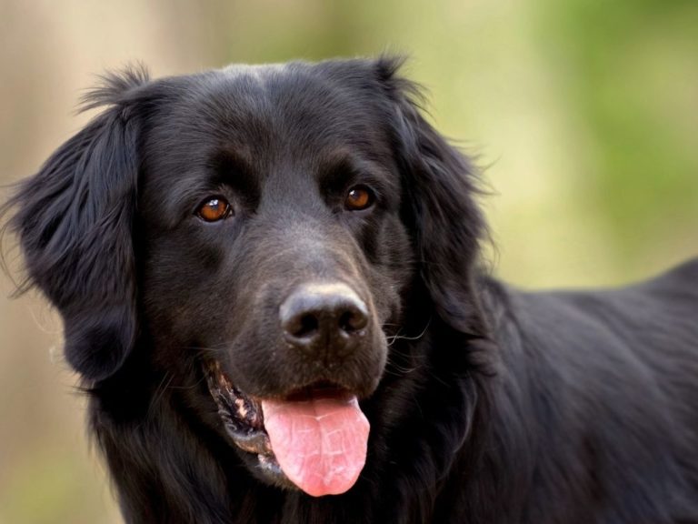 16 Newfoundland Mixes That You Never Know Existed - The Goody Pet