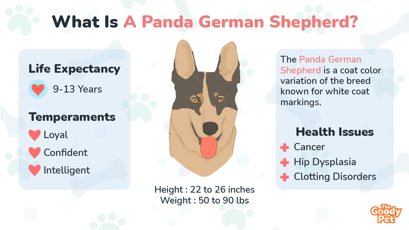How Rare Are Panda German Shepherds