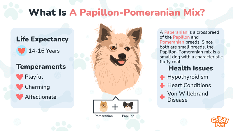 Papillon-Pomeranian Mix - Your Complete Breed Guide To Paperanian - The ...