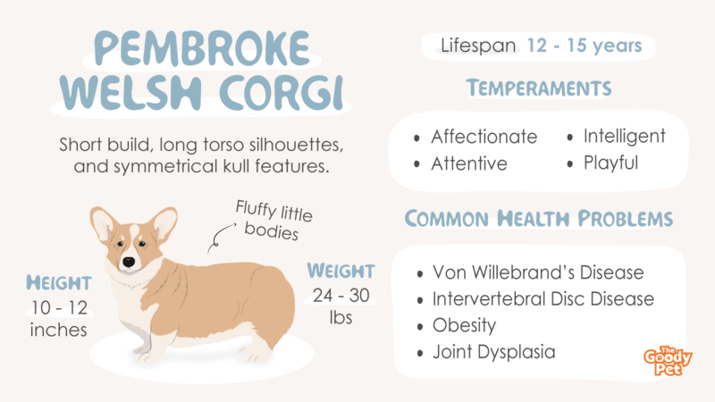 Corgi Breeds