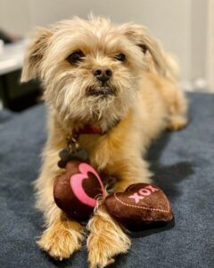 41 Shih Tzu Mixes That You Would Never Know Existed - The Goody Pet