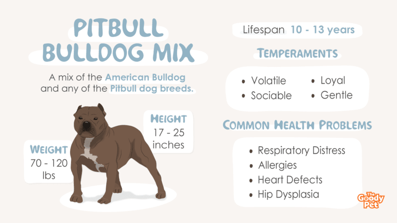 Pitbull Bulldog Mix - Your Complete Bullypit Breed Guide - The Goody Pet