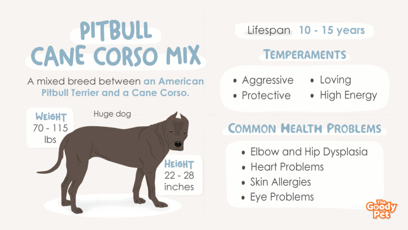 What Are Cane Corsos Mixed With