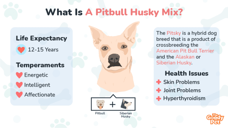 Pitbull Husky Mix - Your Complete Pitsky Breed Guide - The Goody Pet