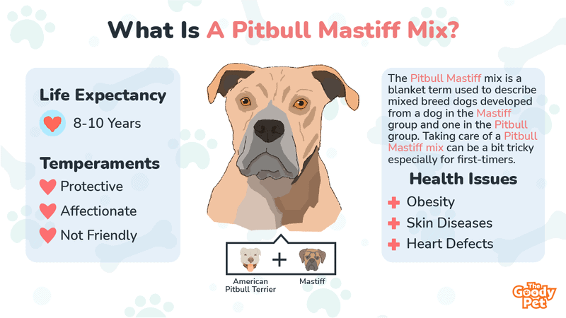 Pitbull Mastiff Mix - Your Complete Breed Guide - The Goody Pet