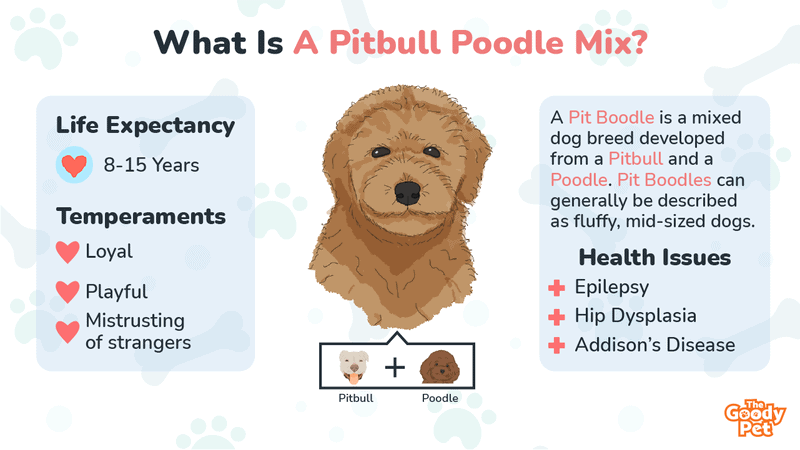 Mini Labrador - Your Complete Breed Guide To The Miniature Labrador ...