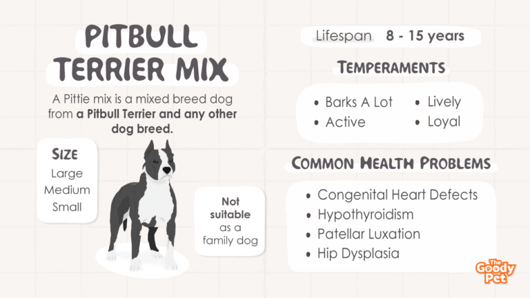 Pitbull Terrier Mix - Your Complete Pittie Mix Breed Guide - The Goody Pet