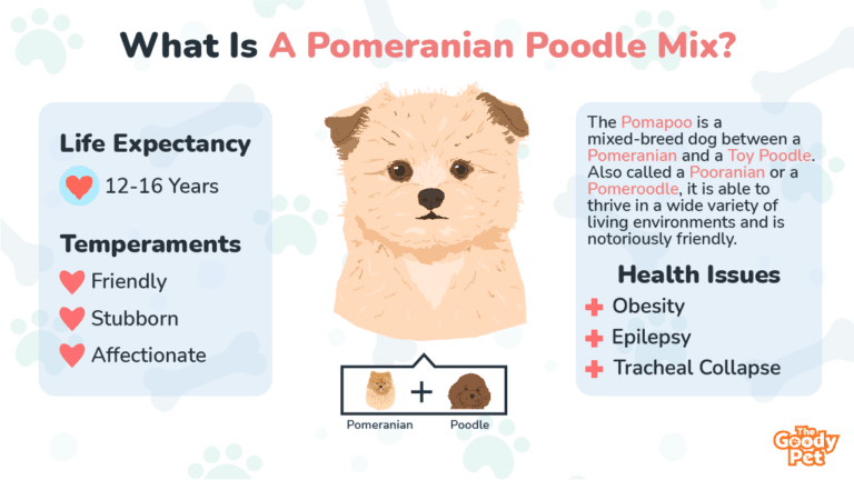 Pomeranian Poodle Mix - Your Complete Breed Guide To The Pomapoo - The ...