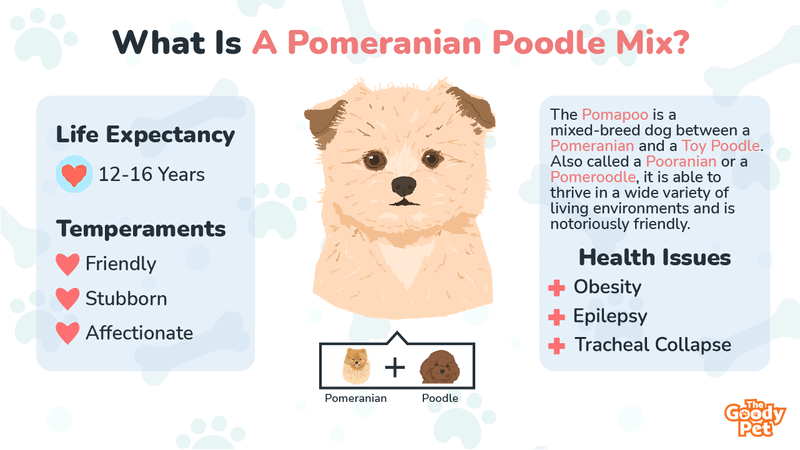 Pomeranian Poodle Mix - Your Complete Breed Guide To The Pomapoo - The ...