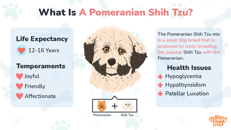Pomeranian Shih Tzu Mix - Your Complete Breed Guide To The Shiranian ...