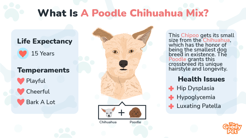 Poodle Chihuahua Mix - Your Complete Breed Guide To The Chipoo - The ...