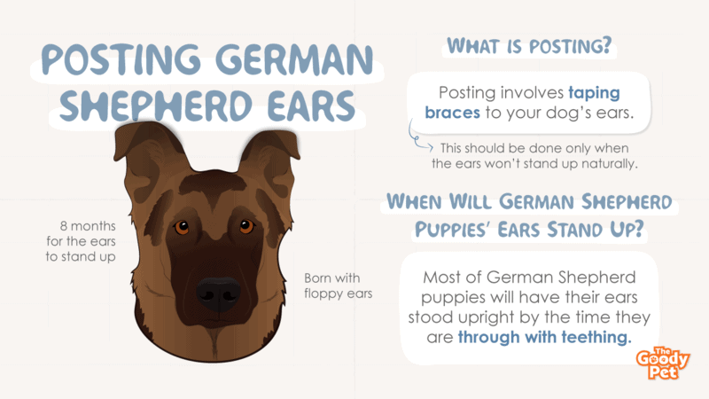 Posting German Shepherd Ears - When Will They Stand Up? - The Goody Pet