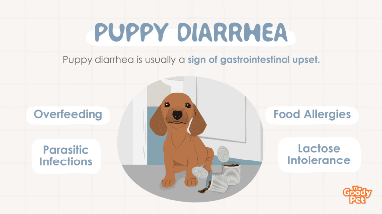 Puppy Diarrhea - Causes & Reasons For Alarm - The Goody Pet