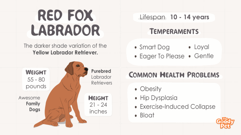 Red Fox Labrador - Your Complete Breed Guide - The Goody Pet
