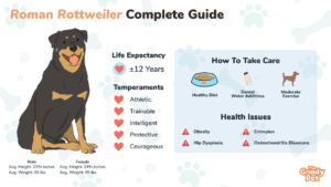 Roman Rottweiler - Your Complete Guide To The Largest Rottweiler Breed ...