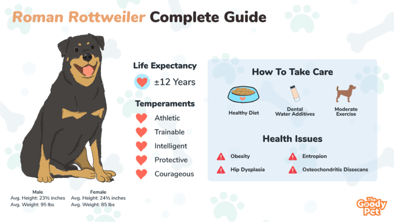 Roman Rottweiler - Your Complete Guide To The Largest Rottweiler Breed ...