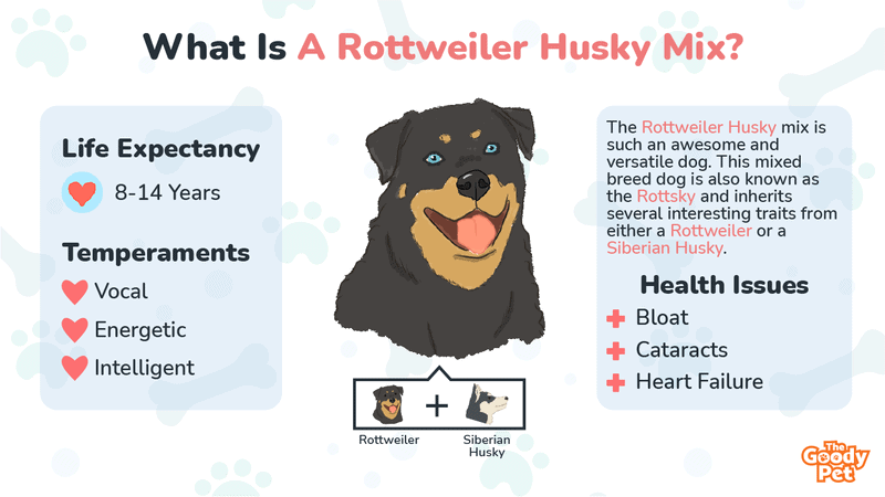 Rottweiler Husky Mix - Your Complete Breed Guide To The Rottsky - The ...