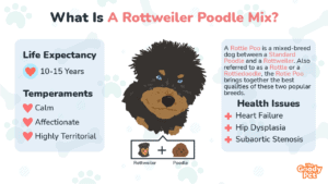 Rottweiler Poodle Mix - Your Complete Breed Guide To The Rottie Poo ...