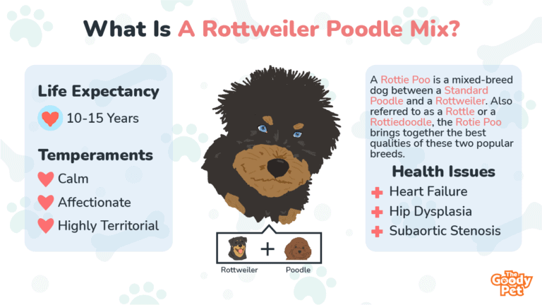 Rottweiler Poodle Mix - Your Complete Breed Guide To The Rottie Poo ...