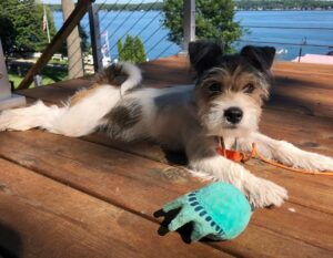 41 Shih Tzu Mixes That You Would Never Know Existed - The Goody Pet