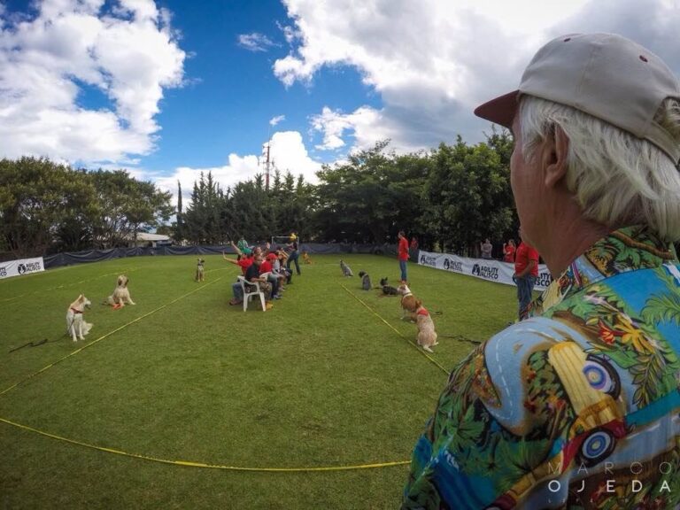 9 Dog Training Techniques: Fast & Easy! - The Goody Pet