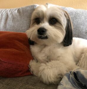 41 Shih Tzu Mixes That You Would Never Know Existed - The Goody Pet