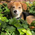 32 Adorable Beagle Mixes That You Would Love - The Goody Pet
