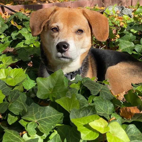 32 Adorable Beagle Mixes That You Would Love - The Goody Pet