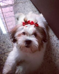 41 Shih Tzu Mixes That You Would Never Know Existed - The Goody Pet