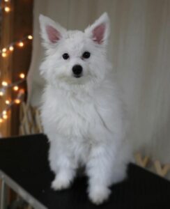 41 Shih Tzu Mixes That You Would Never Know Existed - The Goody Pet