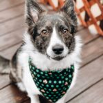 41 Shih Tzu Mixes That You Would Never Know Existed - The Goody Pet