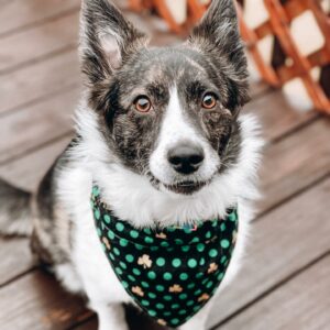 41 Shih Tzu Mixes That You Would Never Know Existed - The Goody Pet