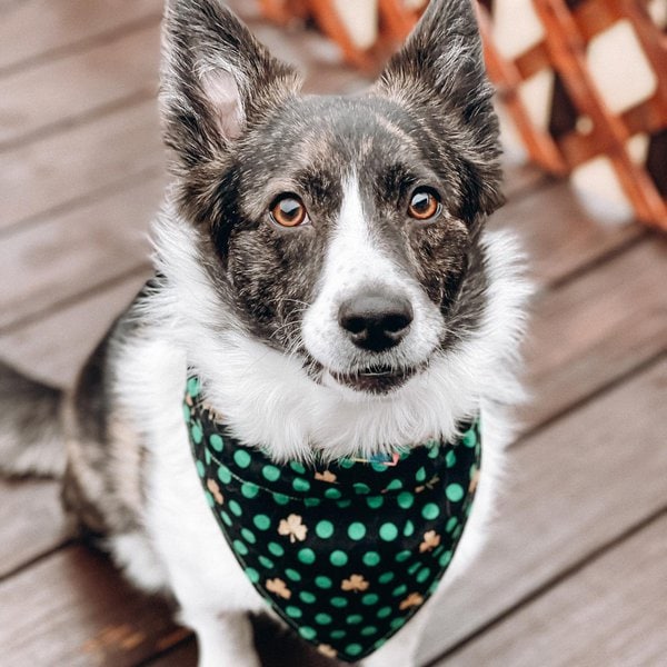 41 Shih Tzu Mixes That You Would Never Know Existed - The Goody Pet