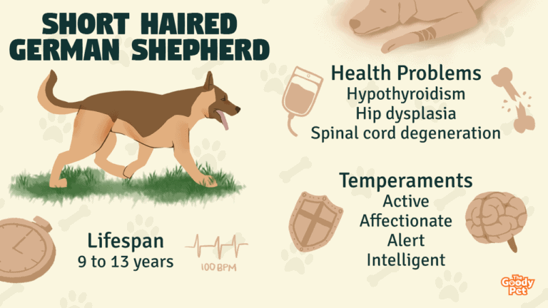 Short Haired German Shepherd - Your Complete Breed Guide - The Goody Pet