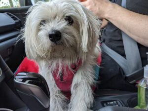 41 Shih Tzu Mixes That You Would Never Know Existed - The Goody Pet