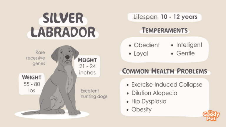 Chocolate Labrador - Your Complete Breed Guide - The Goody Pet