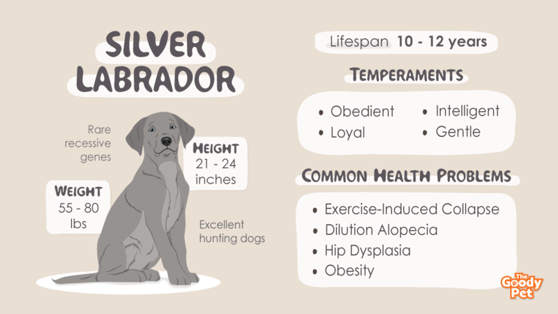 Silver Labrador - Your Complete Breed Guide - The Goody Pet