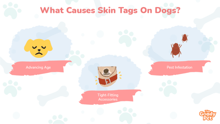 Skin Tags On Dogs - A 2024 Complete Guide - The Goody Pet