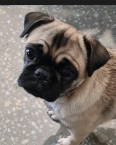 You Won't Believe These 17 Teacup Dog Breeds Exist - The Goody Pet