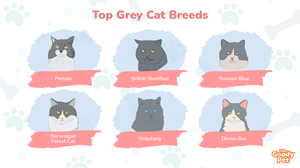 Top 16 Grey Cat Breeds - Which One Is Right For You? - The Goody Pet
