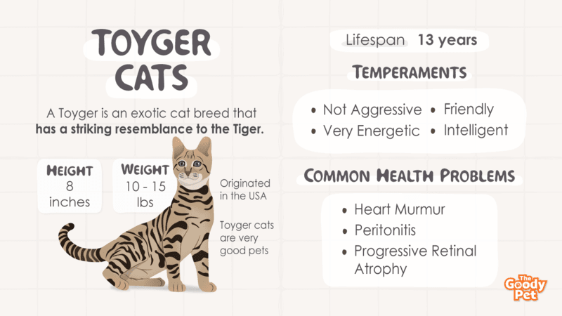 Toyger Cats - Your Complete Cat Breed Guide - The Goody Pet