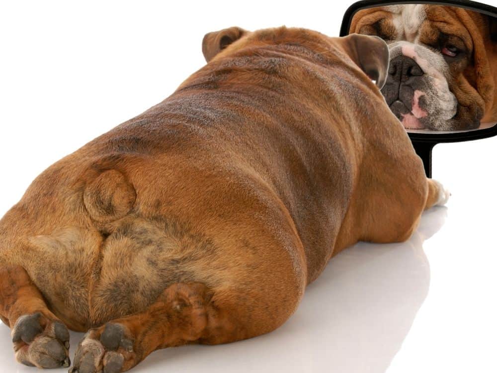 Meet The 18 Ugliest Dog Breeds In The World - The Goody Pet