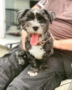 41 Shih Tzu Mixes That You Would Never Know Existed - The Goody Pet