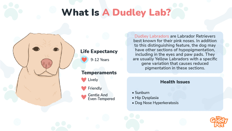 Do Yellow Labs Have Pink Noses